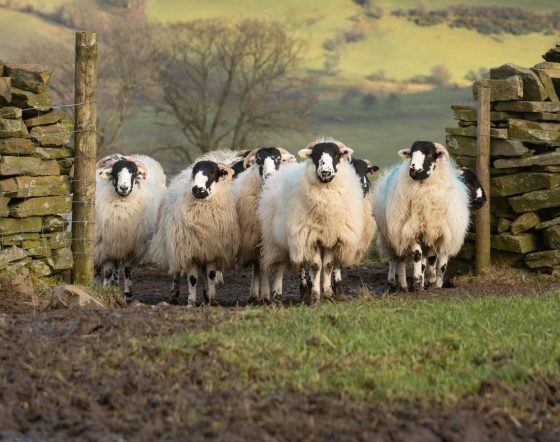 Forty Farms – Behind the Scenes with Amy Bateman | L&CPU